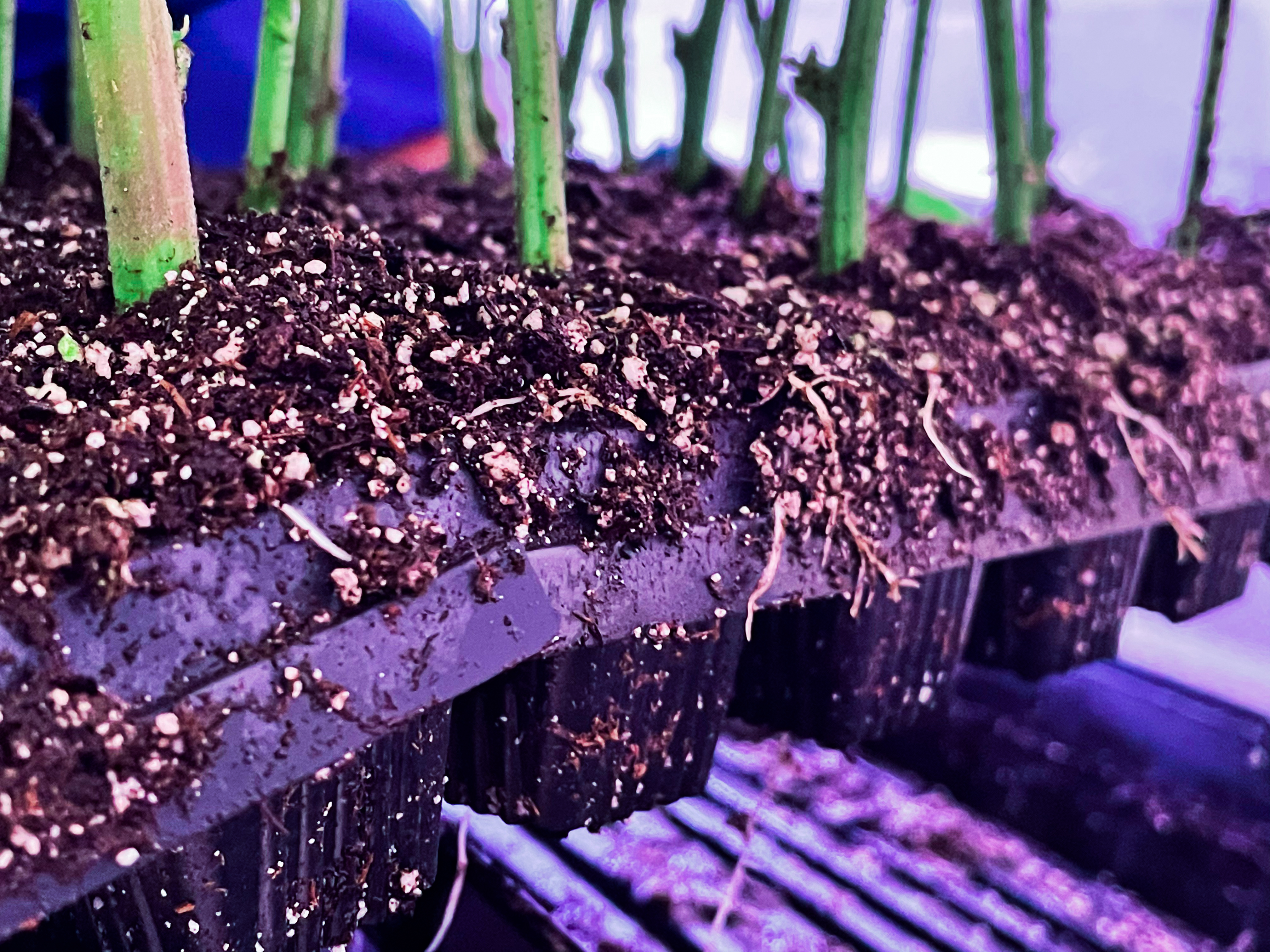 Los Cannabinoides Y Sus Efectos Og Biomed